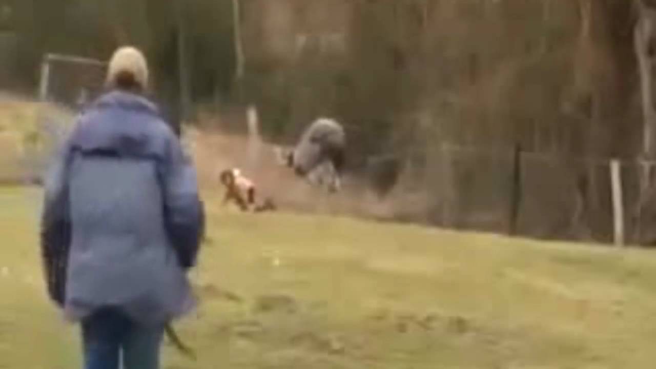 Ostrich Attacks Kid-Epic Version!