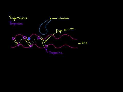 Cómo la tropomiosina y troponina regulan la contracción muscular (video ...
