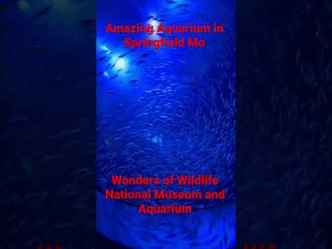 Amazing Aquarium in Springfield Missouri at the Wonders of Wildlife National Museum and Aquarium!