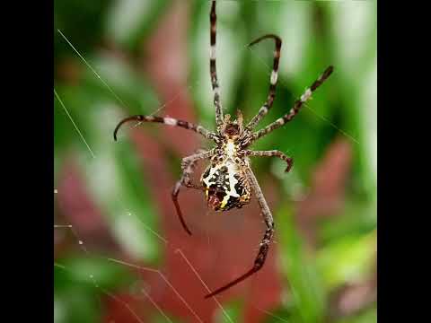 Spider web construction #spider #macro