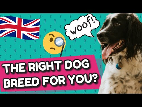 English Setters: The Funny, Furry Family Members You'll Love