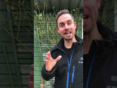 How to winter prune a climbing rose. #climbingrose #climbingroses #rose #roses #pruning #rosepruning