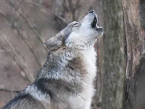 Mexican Wolf Howling