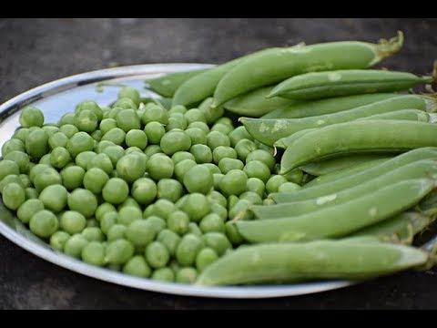 Episode 358 - A Great Vegetarian Source of Protein