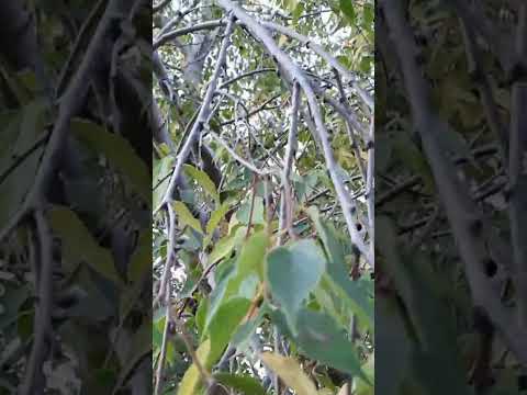What kind of tree is it????
