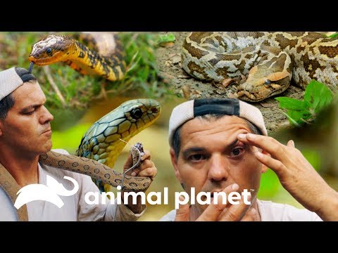 Frank se aproxima das serpentes mais mortais da Ásia | Perdido na Ásia | Animal Planet Brasil