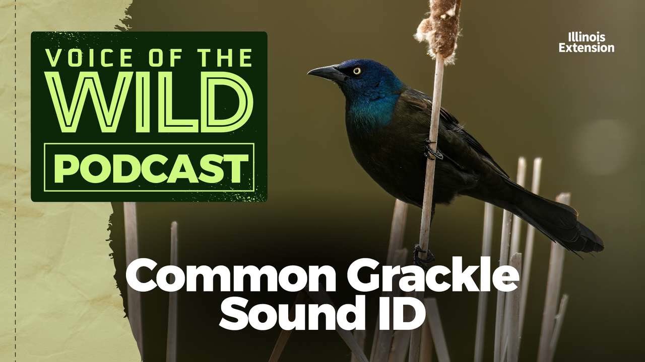 Episode 43: Common Grackle – Voice of the Wild
