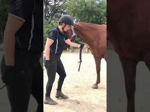 Foundation Responses - Stop/step back using the lead rope