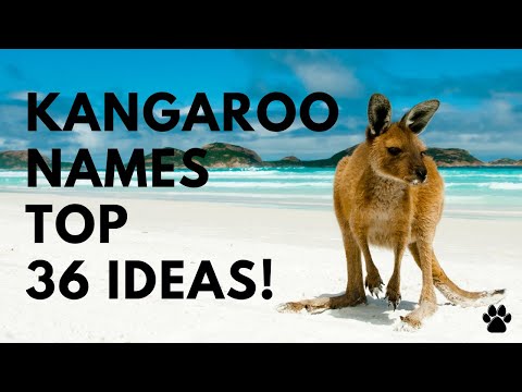 🦘 Kangaroo Names🌿 BEST 🌿 GOOD 🌿 36 TOP Ideas | Names
