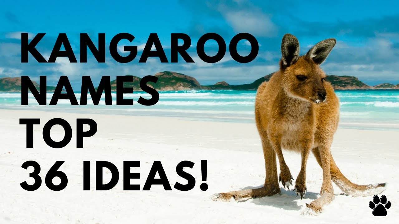 🦘 Kangaroo Names🌿 BEST 🌿 GOOD 🌿 36 TOP Ideas | Names