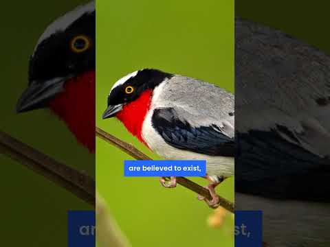 The Rarest Bird You’ve Never Heard Of: Cherry-Throated Tanager 🐦🌿