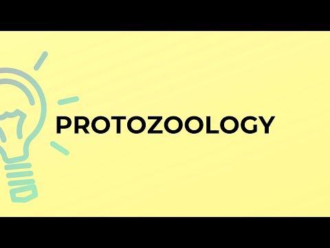 What is the meaning of the word PROTOZOOLOGY?