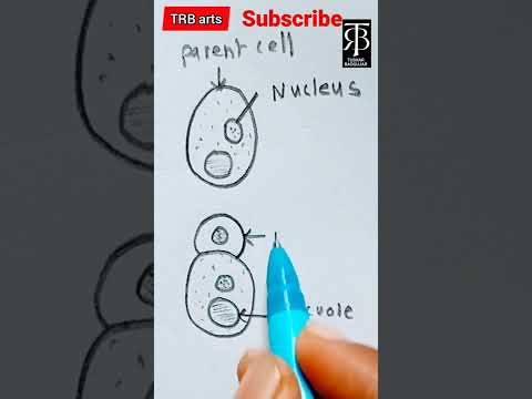 how to draw diagram of budding in yeast step by step