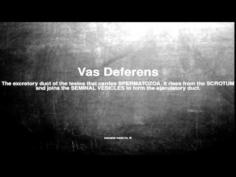 Medical vocabulary: What does Vas Deferens mean