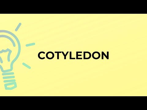 What is the meaning of the word COTYLEDON?