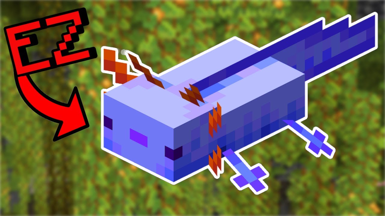 Get the Rare Blue Axolotl Easy! - Ultimate Axolotl Guide Minecraft 1.20 - How to Breed Axolotls!