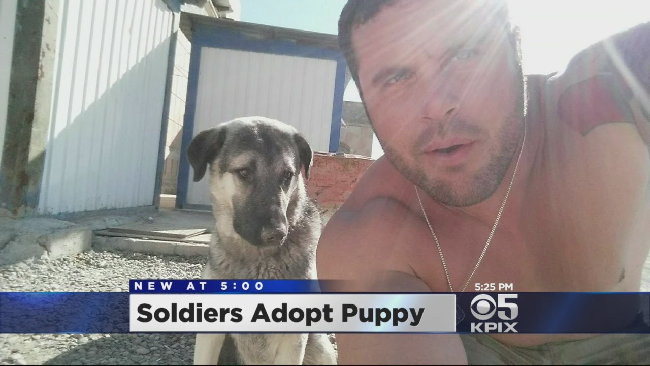 Soldier Heartbreakingly Leaves His Loving Stray Dog in Iraq, but Fate ...
