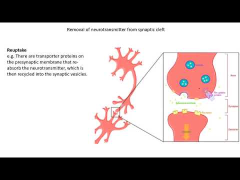 Neurobiology 4.3: Chemical Synapses