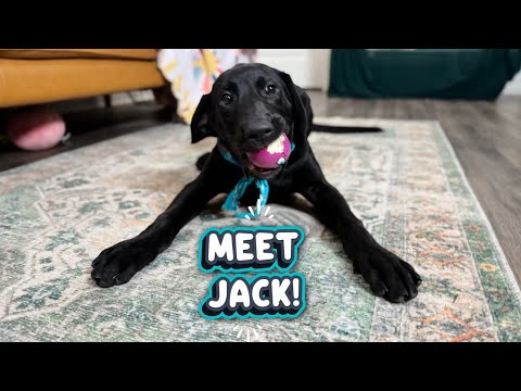 Dog for adoption - Jack Key, a Labrador Retriever & Black Labrador ...