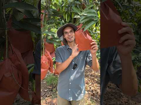 How to prevent fruit flies at the mango farm