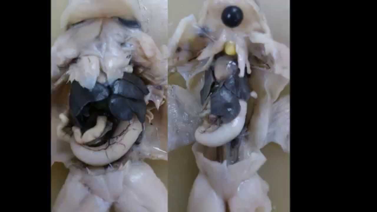 Group 1 Frog Digestive and Urogenital System