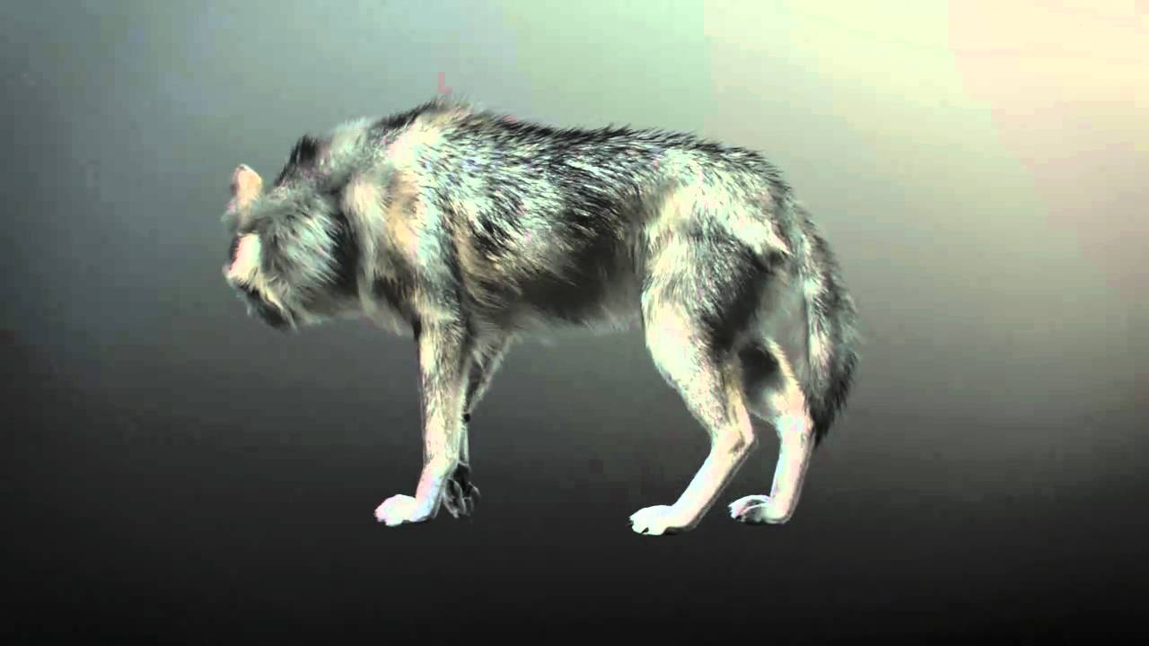 3d wolf turntable