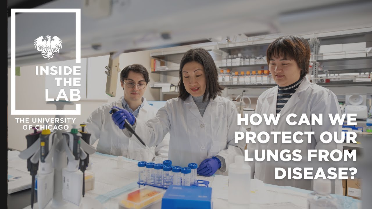 Chen Lab: How can we protect our lungs from disease? — Inside the Lab at the University of Chicago