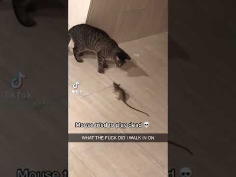 cat vs mouse fight #Shorts