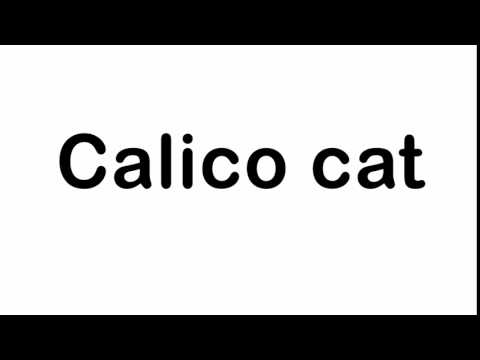 Calico cat Word Pronunciation