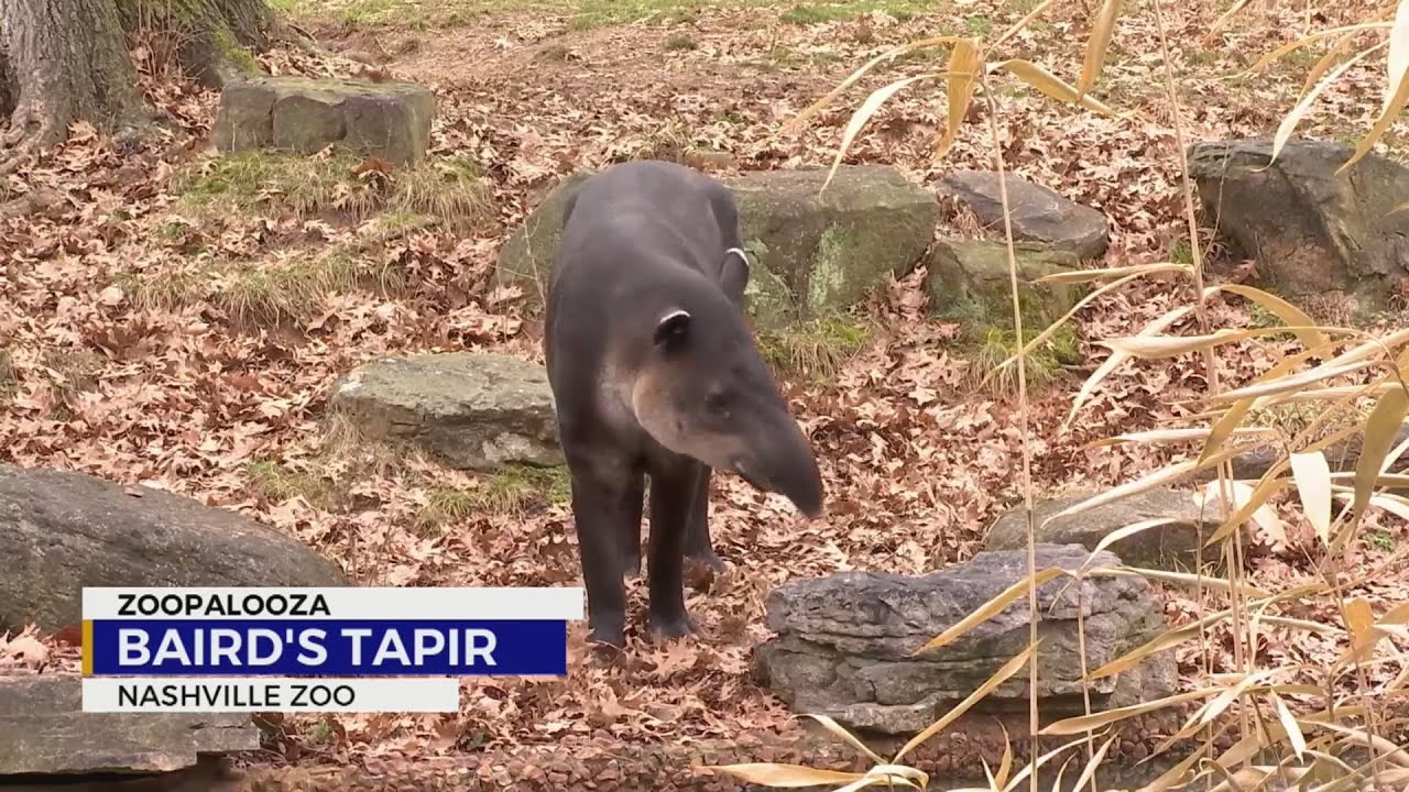 Zoopalooza: Baird's Tapir known for its snout
