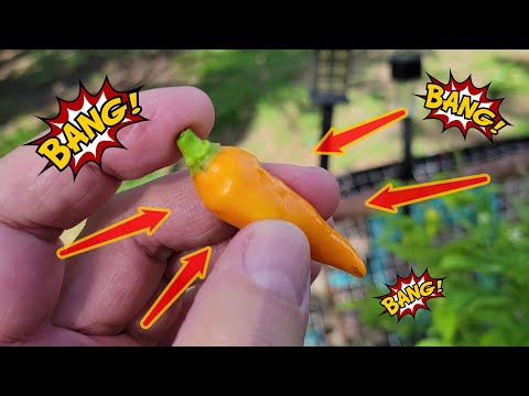 Florida backyard gardening, Datil pepper picking day!!!