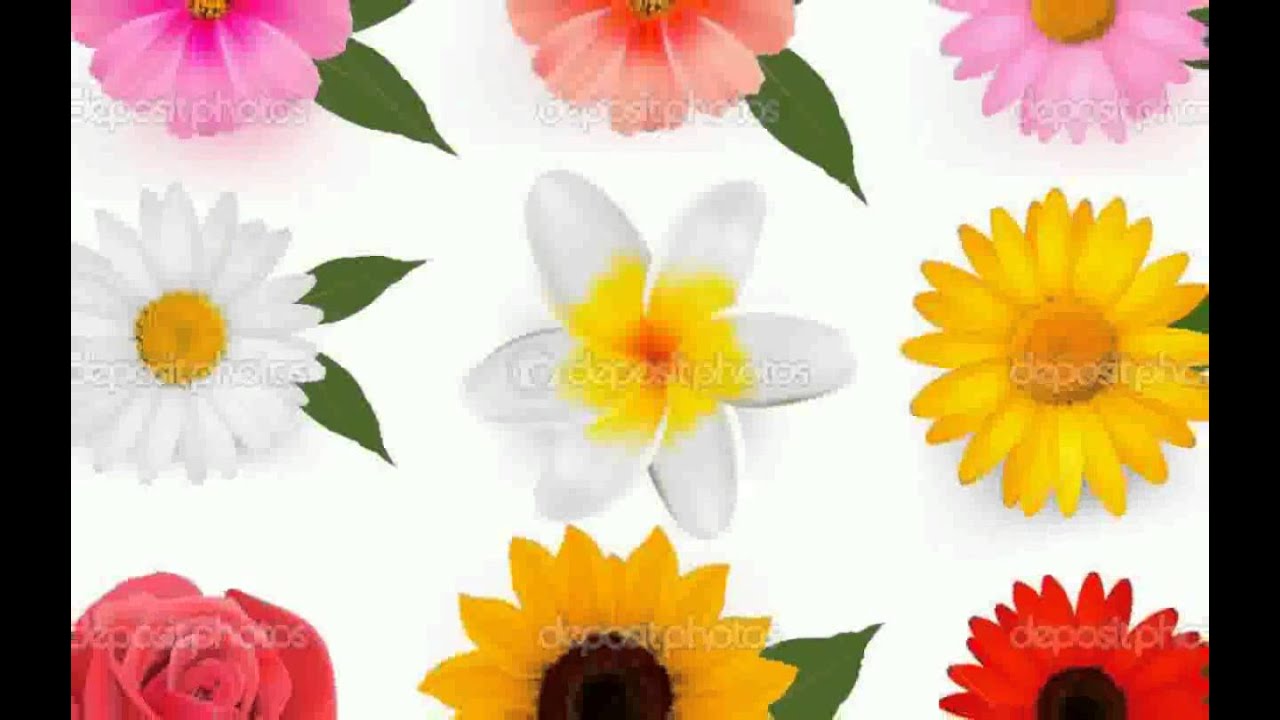Beautiful Vector Flowers  Images