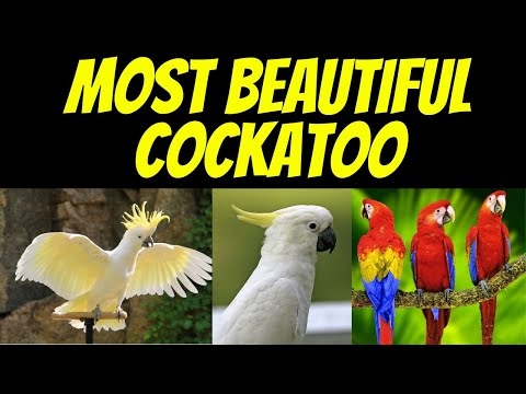 Top 5 Most Beautiful Cockatoo Species on Planet Earth - Most Beautiful Parrot Species In The World