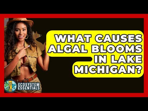 What Causes Algal Blooms In Lake Michigan? - Ecosystem Essentials