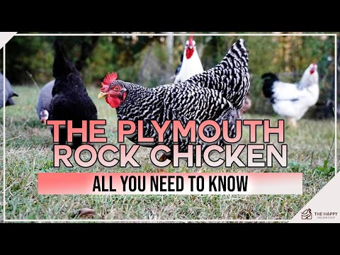The Plymouth Rock Chicken All You Need To Know