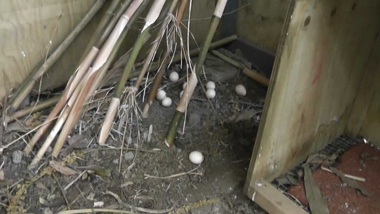 Lady Amherst Pheasant nest with 10 eggs @ Pheasantasiam