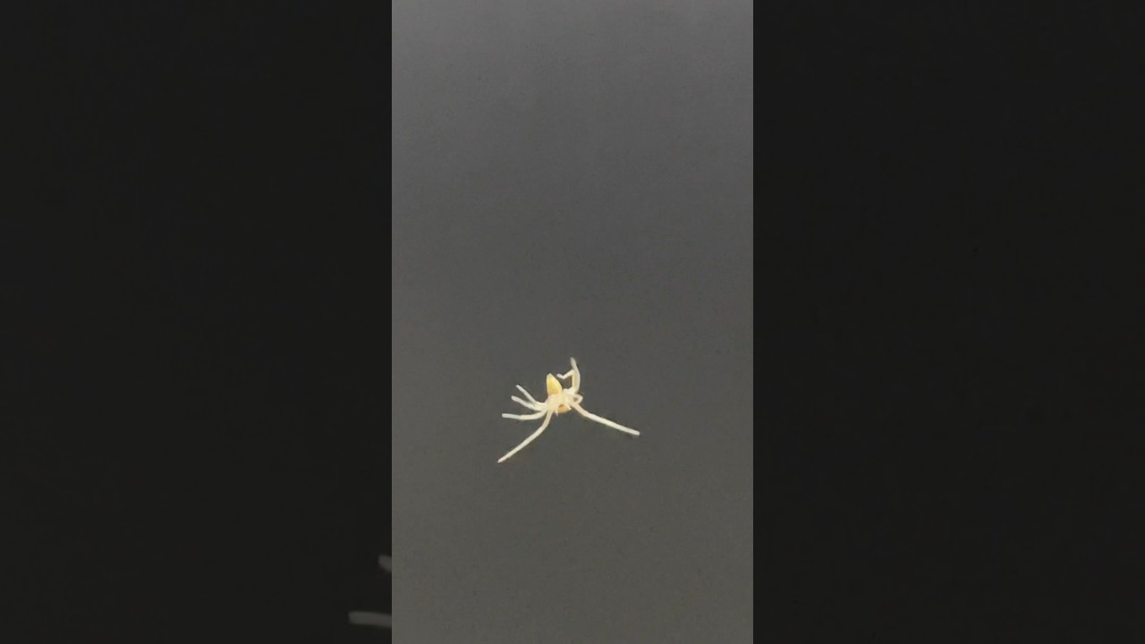 American Yellow Sac Spider Facts: Identification, Bites, Habitat, and Behavior Explained!