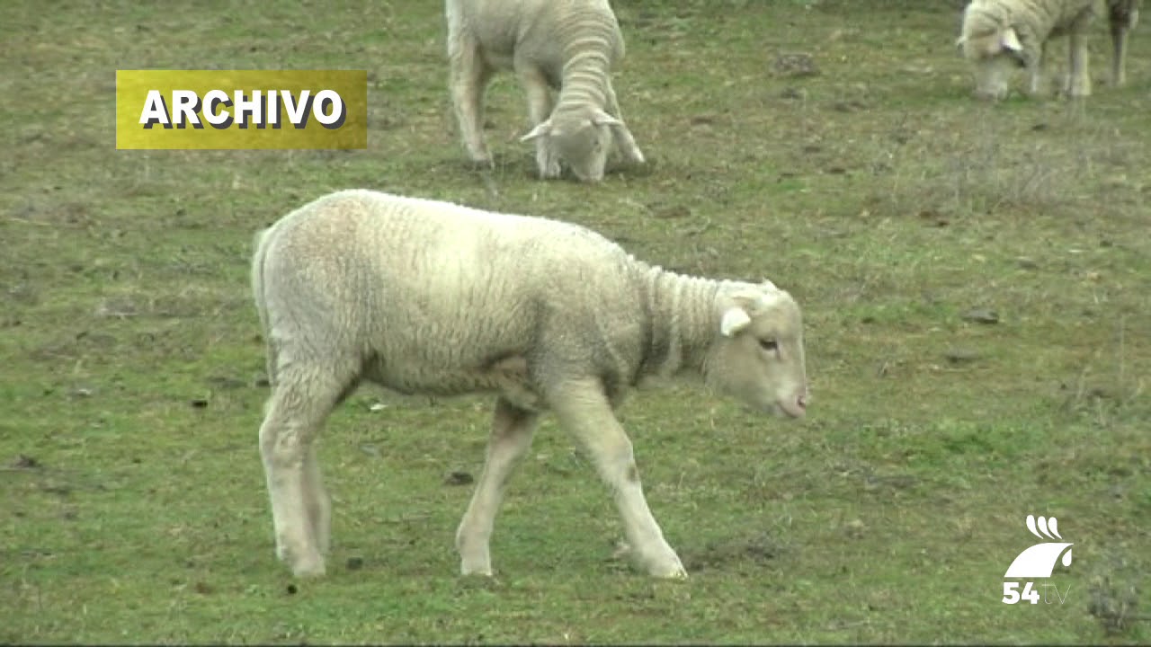 Un detenido en una operación contra el robo de ganado