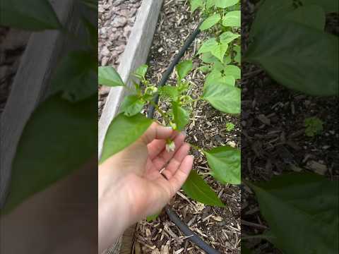 PICKING FLOWERS OFF STUNTED PEPPER PLANTS & New Transplants | Connecticut #Garden #Zone6b