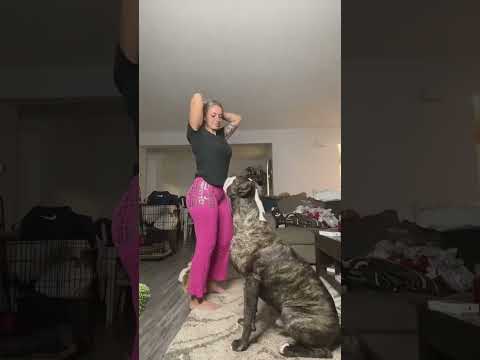 Dog hates making TikTok videos