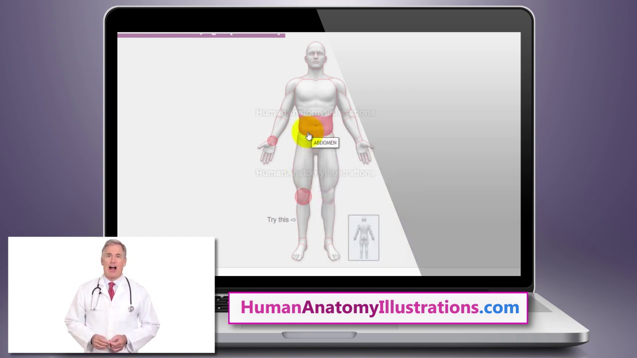 Interactive Human Anatomy JavaScript / WordPress