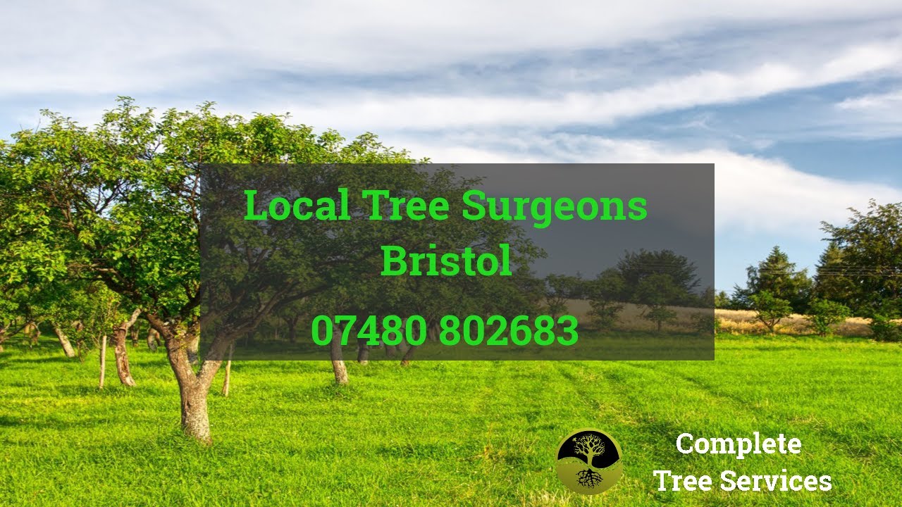 Emergency Tree Surgeon Bristol - Root Stump And Tree Removal Crown Reduction And Tree Dismantling