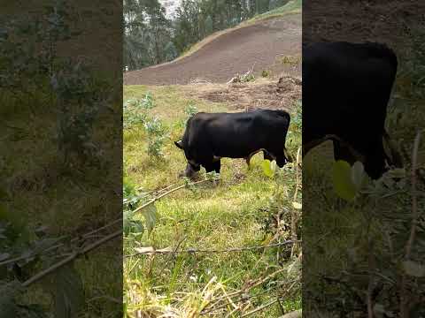 BULL in Kichwa: KARI WAKRA OR TURU (TORO)