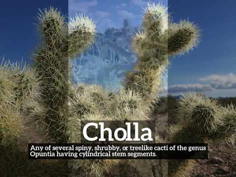 What is Cholla? | How Does Cholla Look? | How to Say Cholla in English?