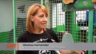 Federico: El perro que fue arrojado desde un muro a SARA - Lancelot ...