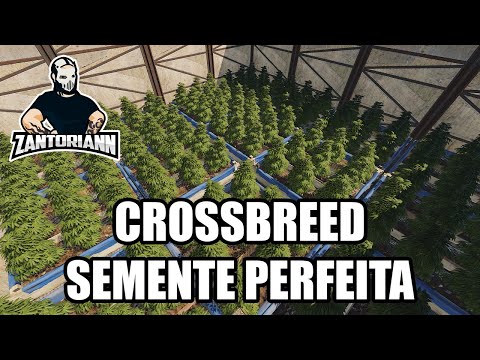 Steam Community :: Video :: CROSSBREED / SEMENTE PERFEITA [RUST]