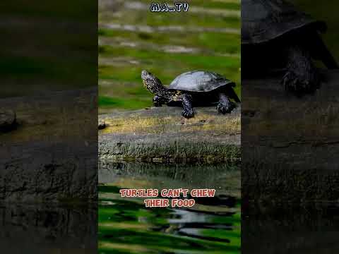 How do turtles eat? #shorts #turtle