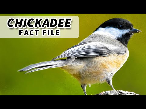 Chickadee Facts: a BIRD that SINGS its NAME | Animal Fact Files