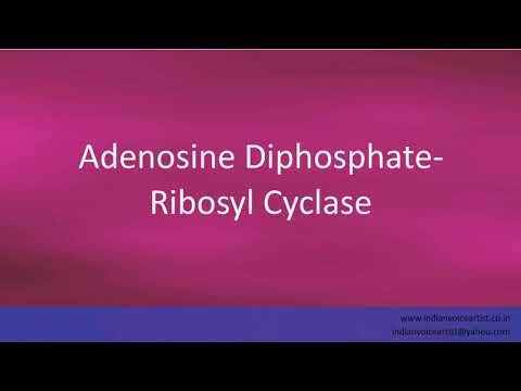 Pronunciation of the word(s) "Adenosine Diphosphate-Ribosyl Cyclase".