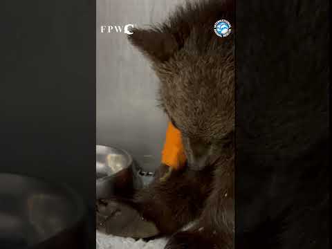Poaching Destroys Lives